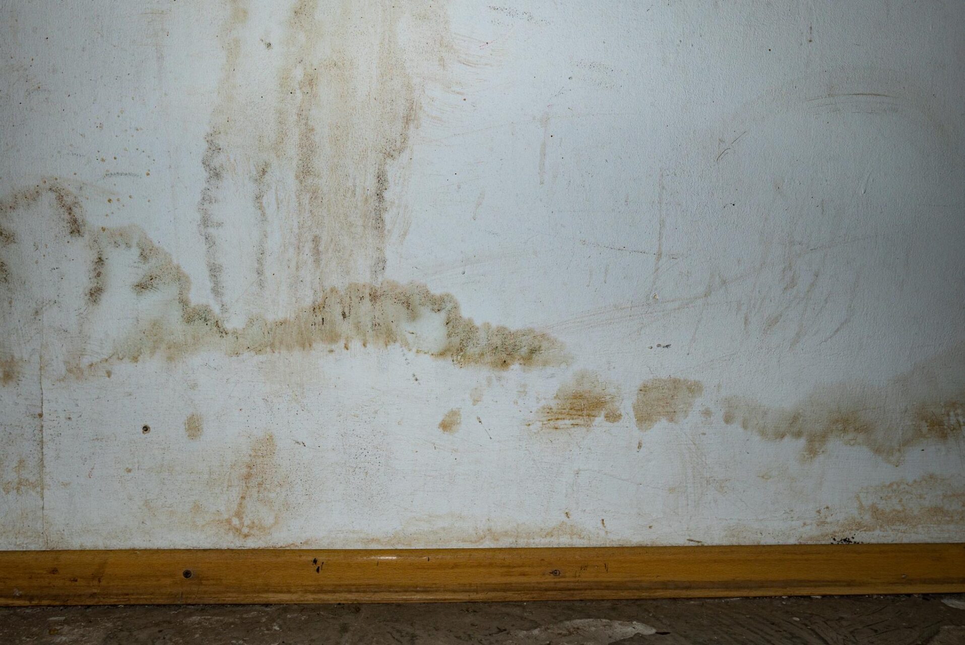 What Are Effective Mold Remediation Steps After Flooding? | Zona ...