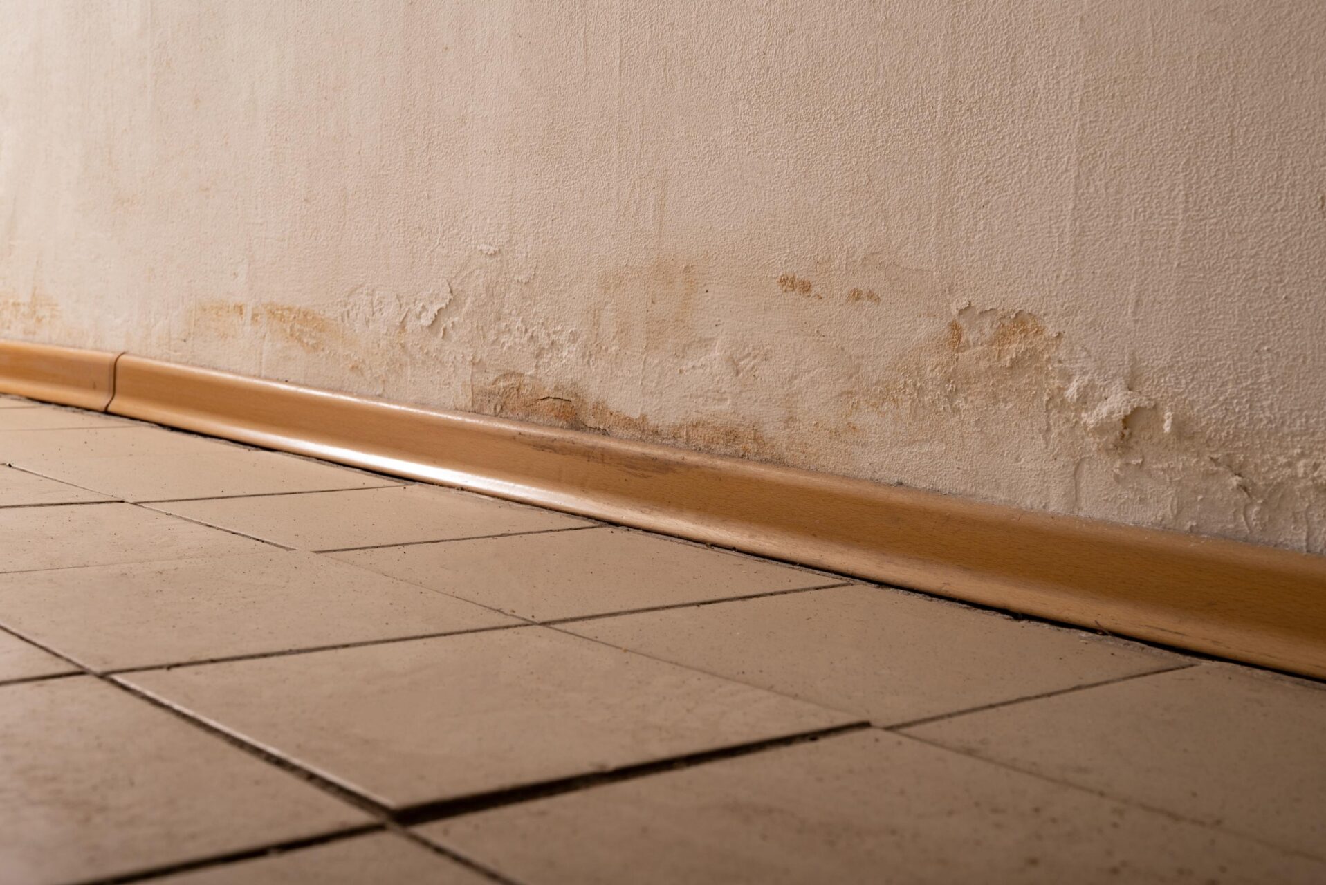 Step-by-Step Mold Remediation After Flooding | Zona Restoration